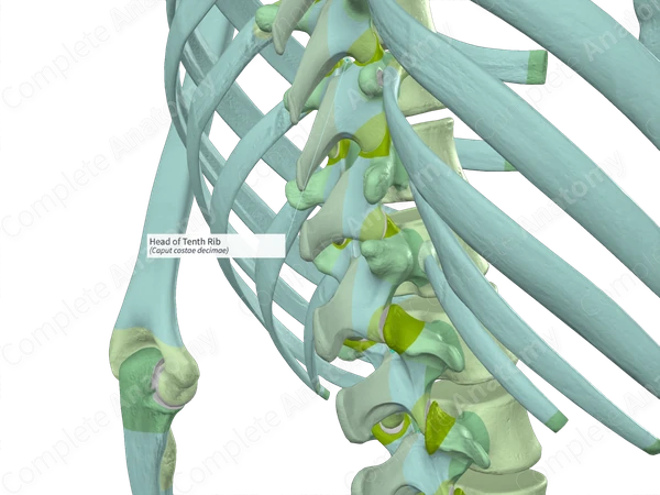 Head of Tenth Rib | Complete Anatomy