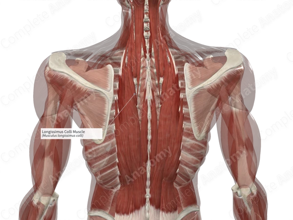 Longissimus Colli Muscle | Complete Anatomy