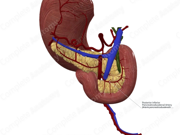 Posterior Inferior Pancreaticoduodenal Artery | Complete Anatomy