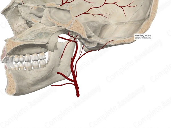 Maxillary Artery | Complete Anatomy
