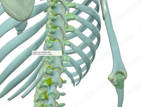 Tubercle of Ninth Rib | Complete Anatomy