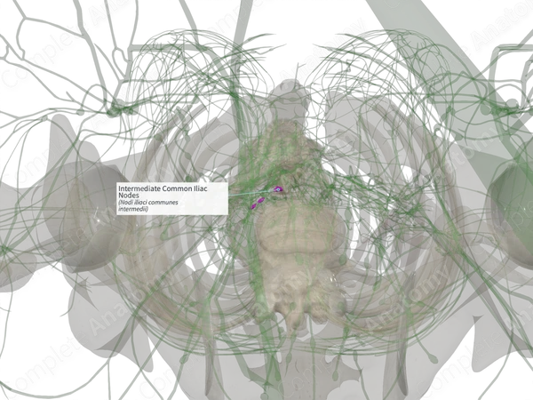 Intermediate Common Iliac Nodes (Right) | Complete Anatomy