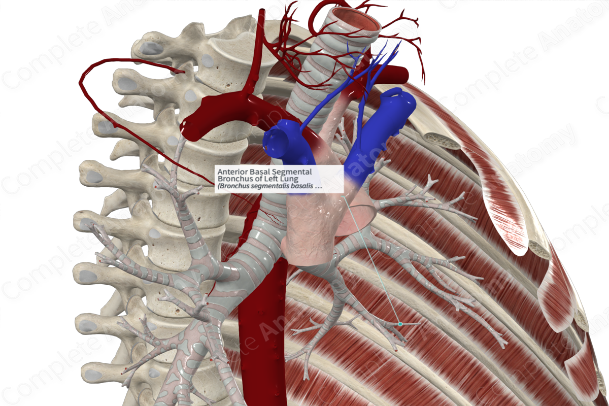 Anterior Basal Segmental Bronchus Of Left Lung Complete Anatomy