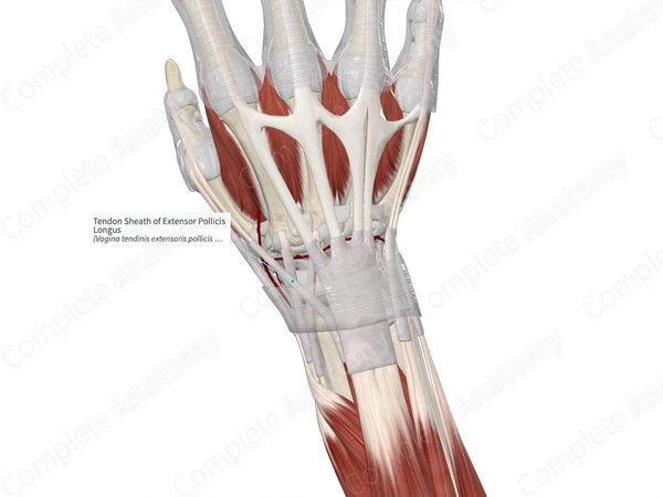 Tendon Sheath of Extensor Pollicis Longus | Complete Anatomy