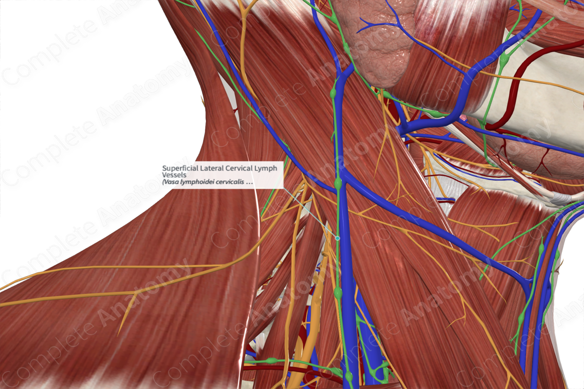 Superficial Lateral Cervical Lymph Vessels Complete Anatomy