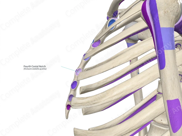 Fourth Costal Notch (Right) | Complete Anatomy