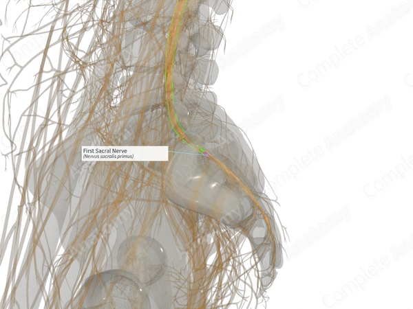 First Sacral Nerve (Left) | Complete Anatomy