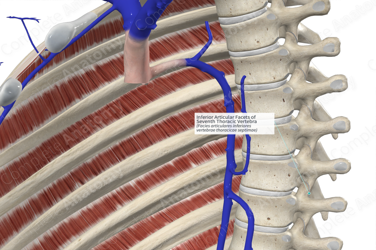 Inferior Articular Facets Of Seventh Thoracic Vertebra Complete Anatomy