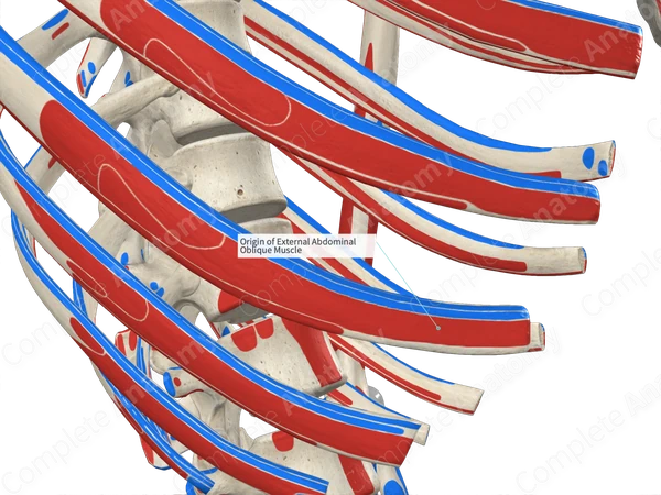 Origin of External Abdominal Oblique Muscle | Complete Anatomy