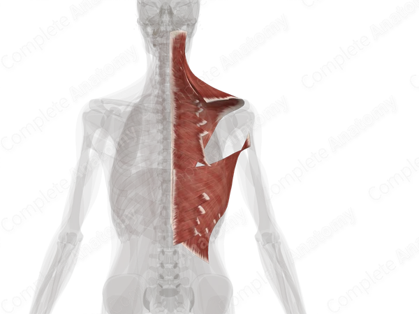 Extrinsic Muscles of Back (Left) | Complete Anatomy