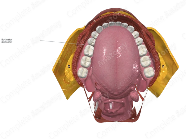 Bucinator | Complete Anatomy