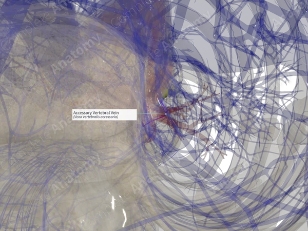 Accessory Vertebral Vein (Right) | Complete Anatomy