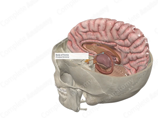 Body of Fornix | Complete Anatomy