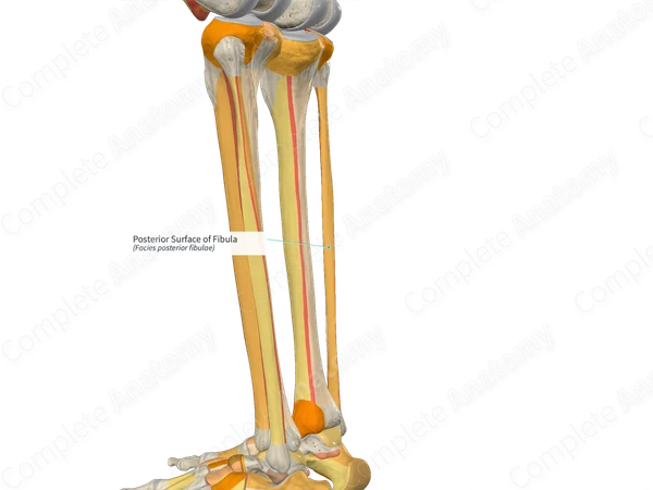 Posterior Surface of Fibula | Complete Anatomy