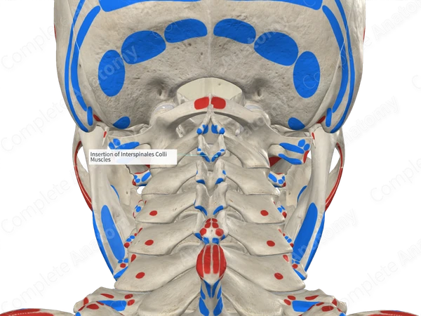 Insertion of Interspinales Colli Muscles | Complete Anatomy