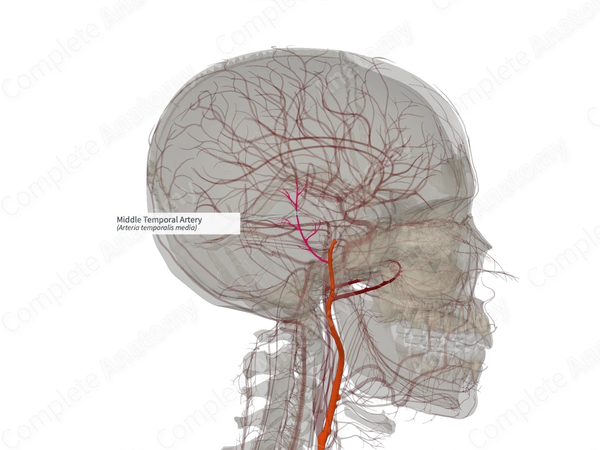 Middle Temporal Artery (Left) | Complete Anatomy