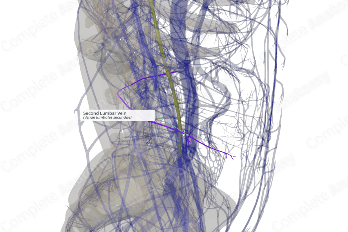 Second Lumbar Vein Right Complete Anatomy