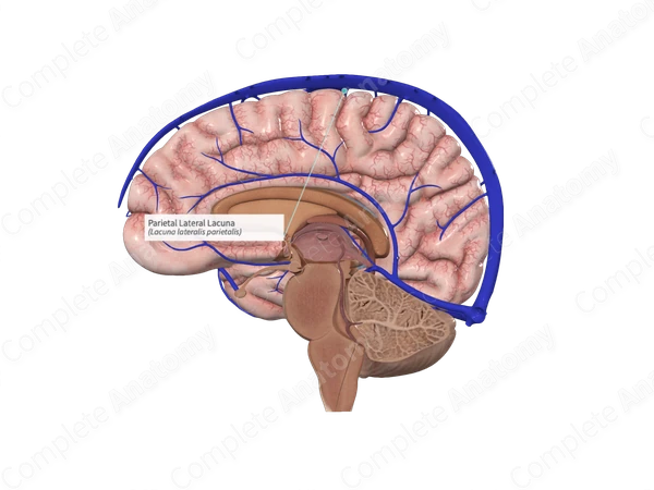 Parietal Lateral Lacuna | Complete Anatomy