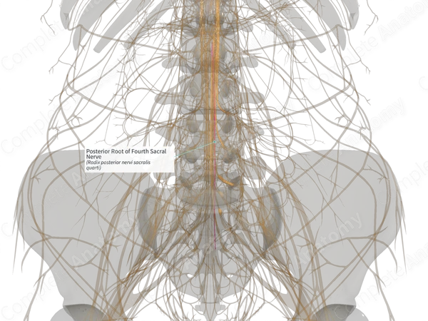 Posterior Root of Fourth Sacral Nerve (Right) | Complete Anatomy