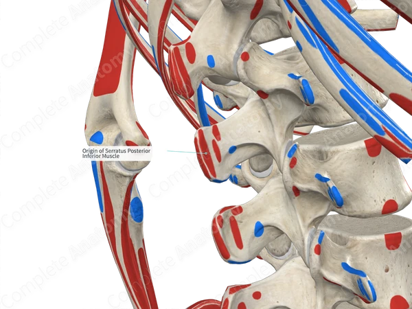 Origin of Serratus Posterior Inferior Muscle | Complete Anatomy