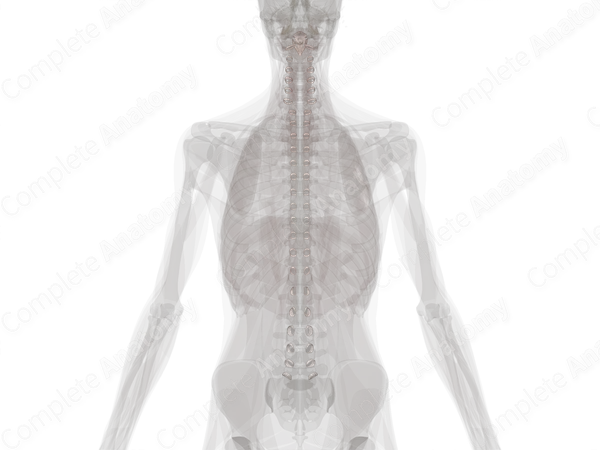 Synovial Joints of Vertebral Column | Complete Anatomy