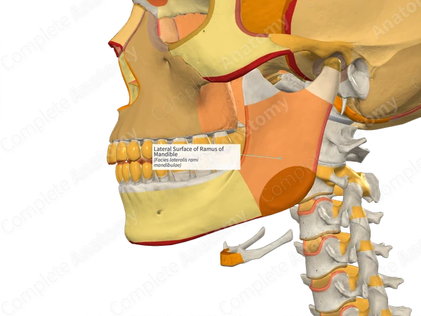 Lateral Surface of Ramus of Mandible (Left) | Complete Anatomy