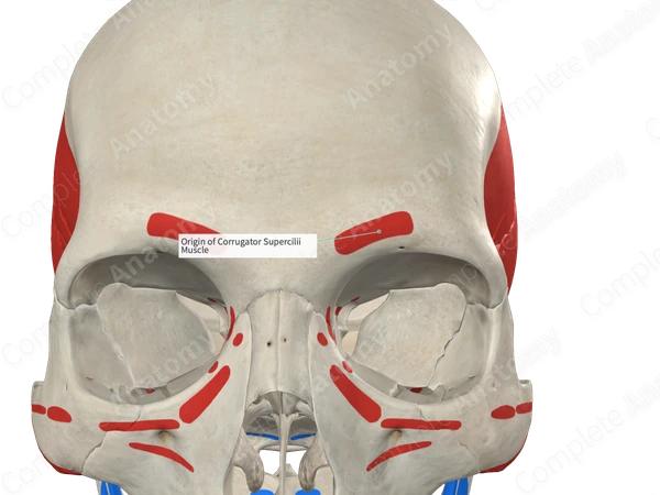 Origin of Corrugator Supercilii Muscle | Complete Anatomy