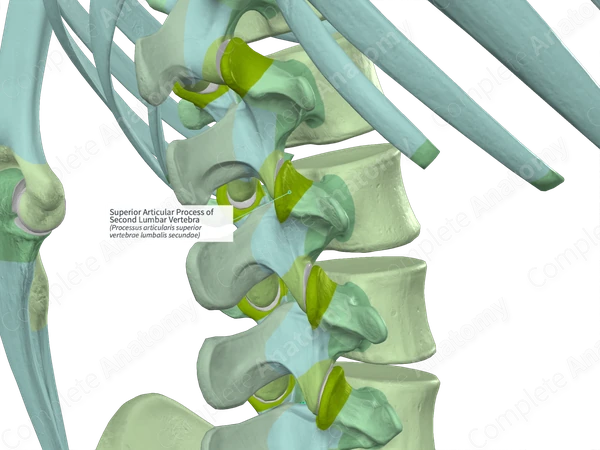 Superior Articular Process of Second Lumbar Vertebra (Left) | Complete ...