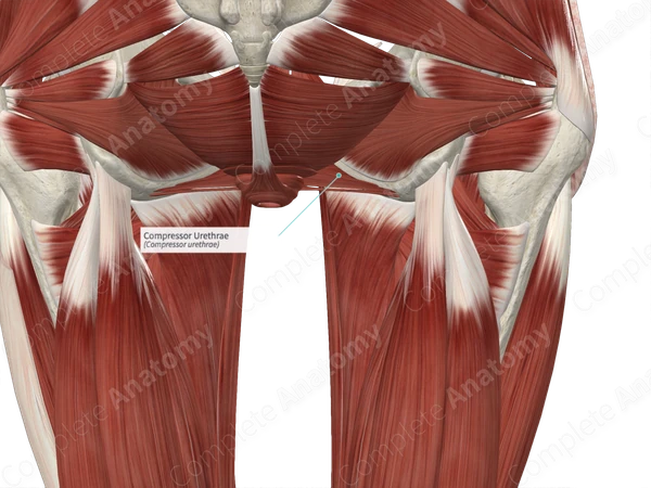 Compressor Urethrae | Complete Anatomy