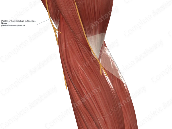 Posterior Antebrachial Cutaneous Nerve | Complete Anatomy