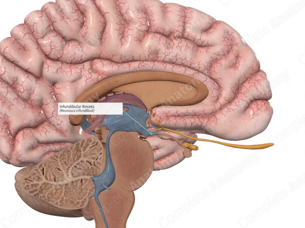 Infundibular Recess | Complete Anatomy