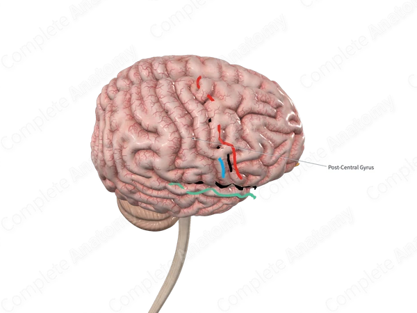 Postcentral Gyrus | Complete Anatomy