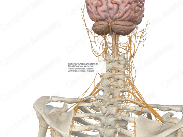 Superior Articular Facets of Third Cervical Vertebra | Complete Anatomy