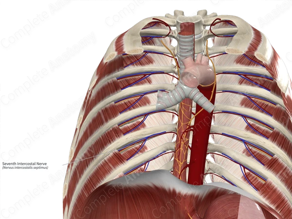 Seventh Intercostal Nerve | Complete Anatomy