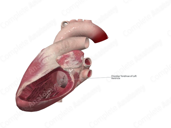 Chordae Tendineae Describe The Function Of The Chordae Tendineae And