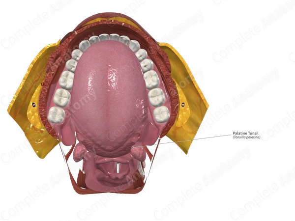 Palatine Tonsil | Complete Anatomy