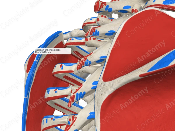Insertion of Semispinalis Thoracis Muscle | Complete Anatomy