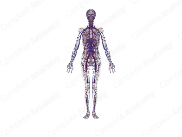 Cardiovascular System | Complete Anatomy