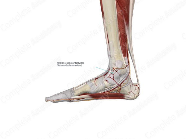 Medial Malleolar Network | Complete Anatomy