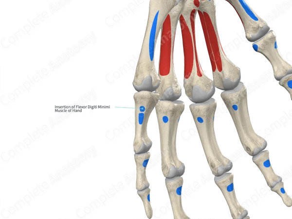 Insertion of Flexor Digiti Minimi Muscle of Hand | Complete Anatomy