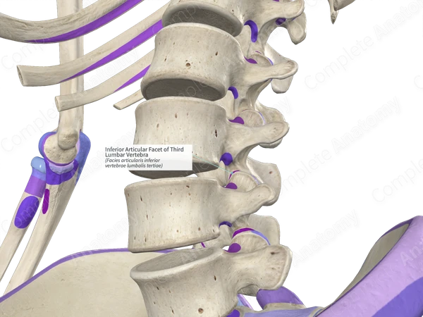 Inferior Articular Facet of Third Lumbar Vertebra (Right) | Complete ...