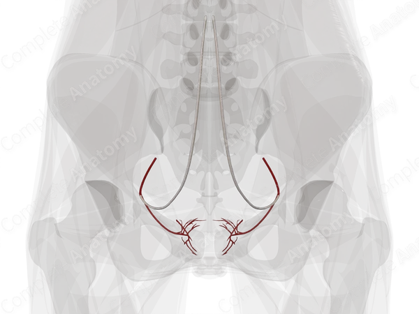 Arteries of Urinary Bladder | Complete Anatomy