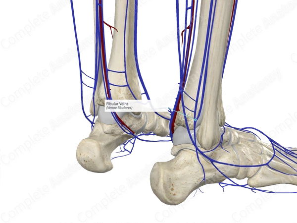Fibular Veins | Complete Anatomy