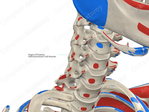 Origin of Posterior Intertransversarii Colli Muscles | Complete Anatomy