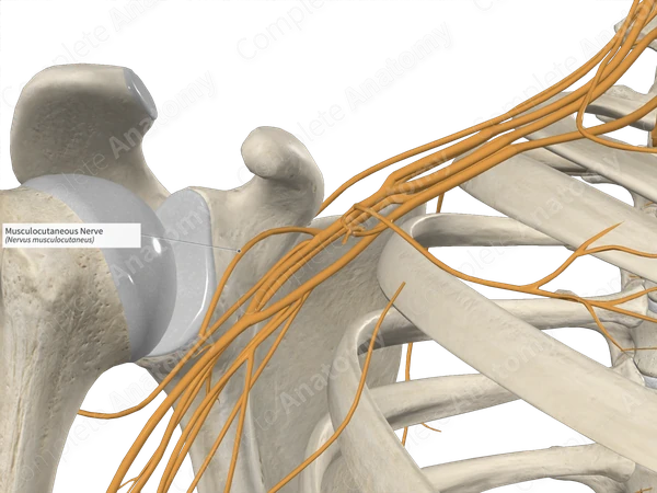 Musculocutaneous Nerve | Complete Anatomy