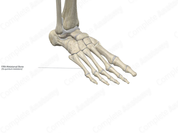 Fifth Metatarsal Bone | Complete Anatomy