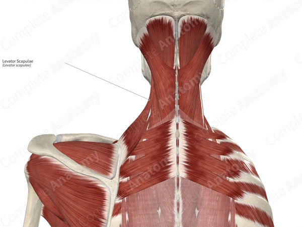 Levator Scapulae | Complete Anatomy