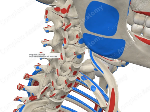 Origin of Anterior Intertransversarii Colli Muscles | Complete Anatomy