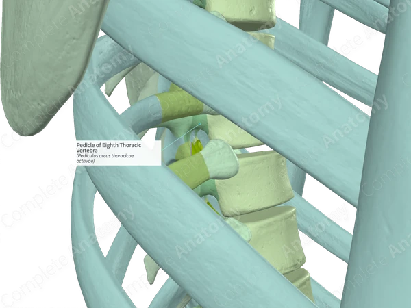 Pedicle of Eighth Thoracic Vertebra (Right) | Complete Anatomy