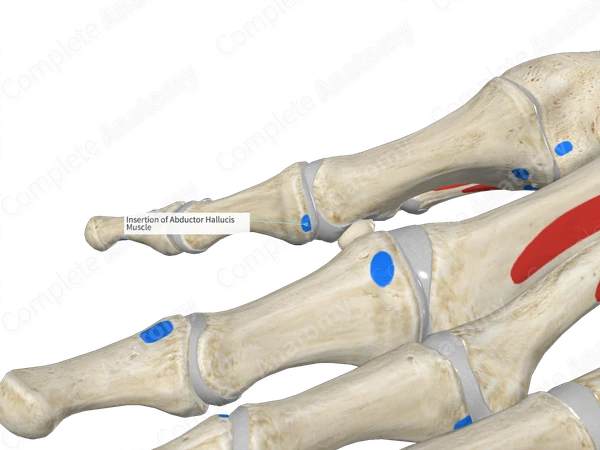 Insertion of Abductor Hallucis Muscle | Complete Anatomy